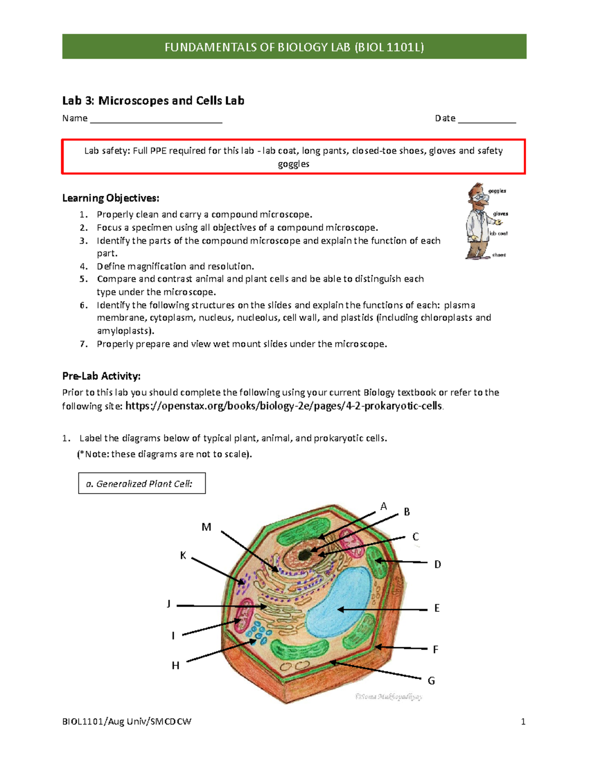 Fundamentals of Biology Lab: Microscopes & Cell Types (BIOL 1101L ...