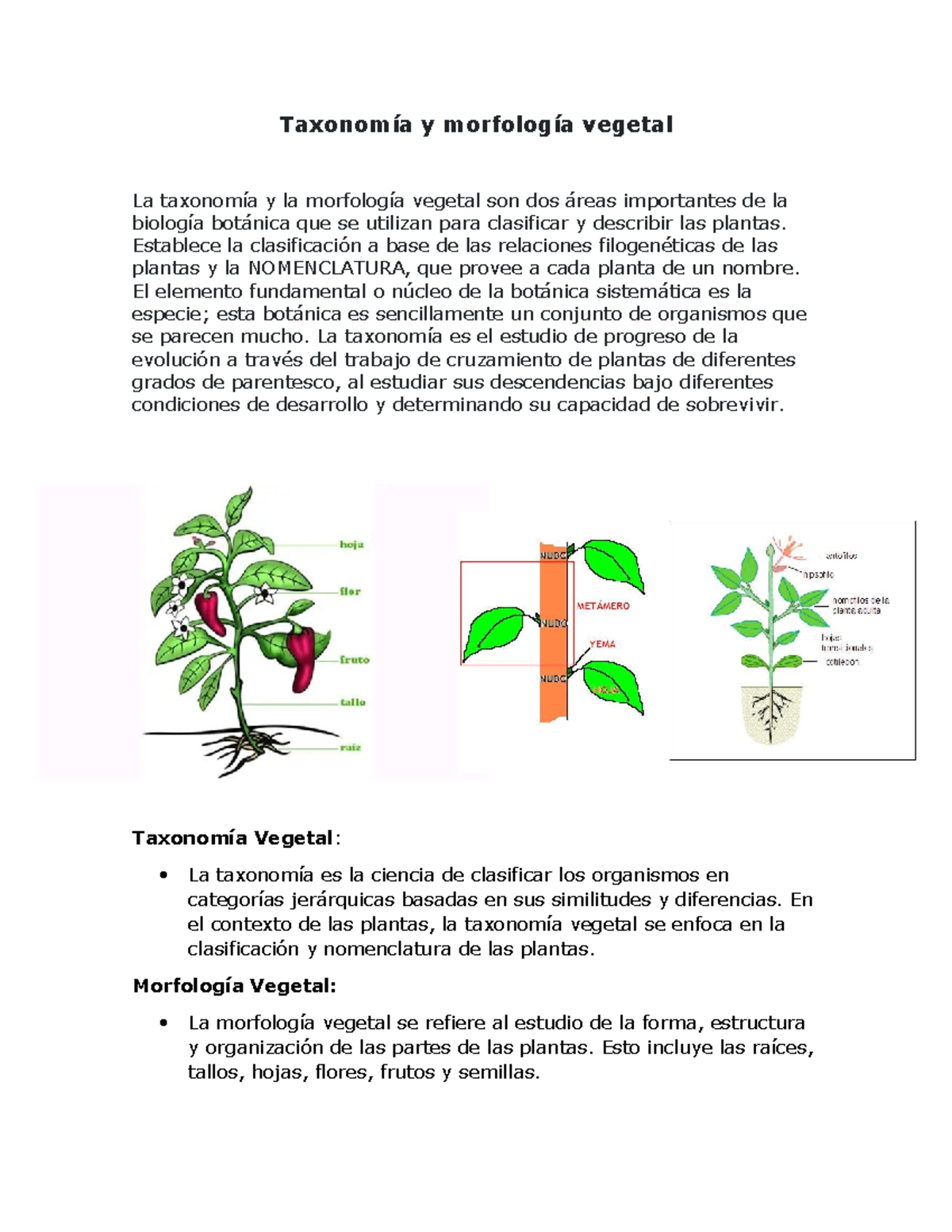 Taxonomía y Morfología Vegetal en Botanica: Claves y Conceptos - Studocu