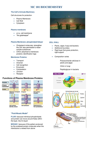 Rep - Anaphy - Human Anatomy and Physiology Lecture M odule 1 4 ...