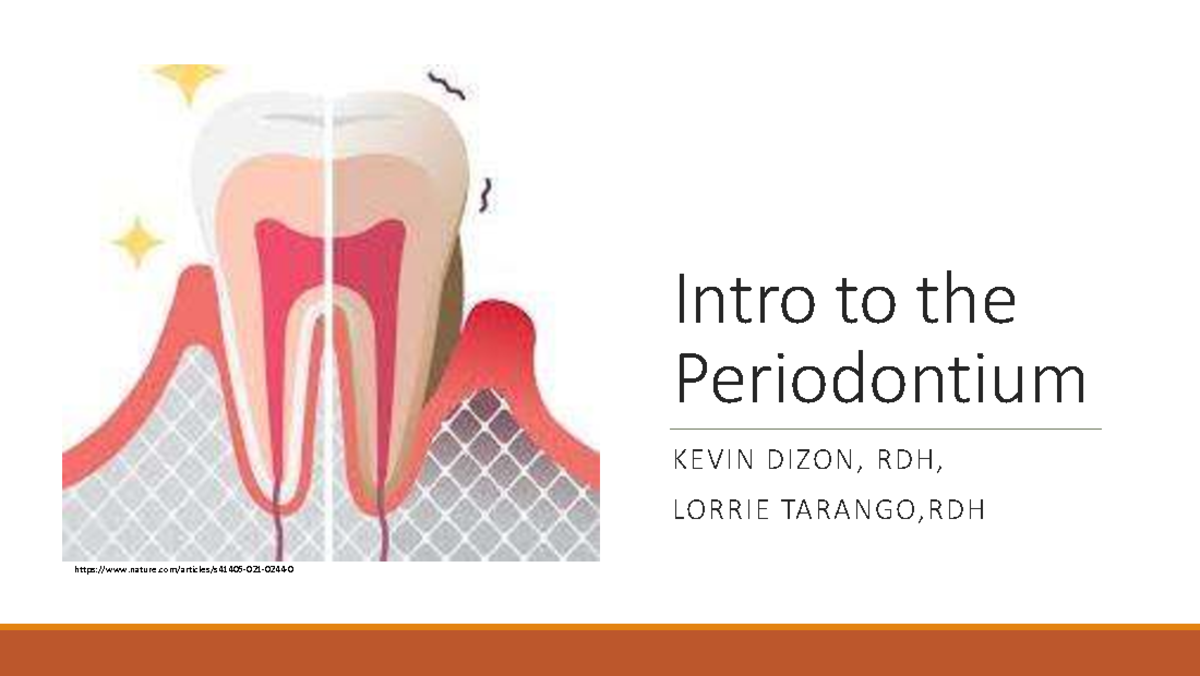 Chapter 18: Overview of Principal Fibers in the Periodontium - Studocu