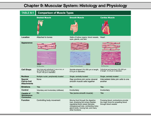 Comprehensive Guide to Muscle Physiology and Structure (BIO 101 ...