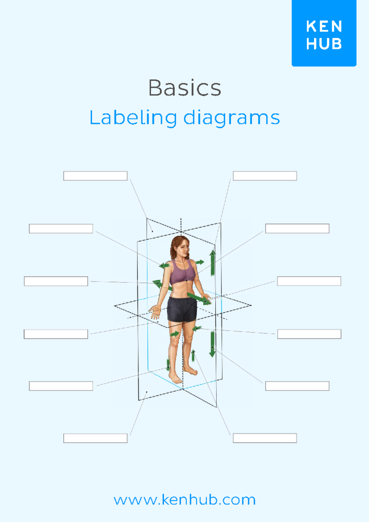Anatomy Basics: Labeling Diagrams & Worksheets - Studocu