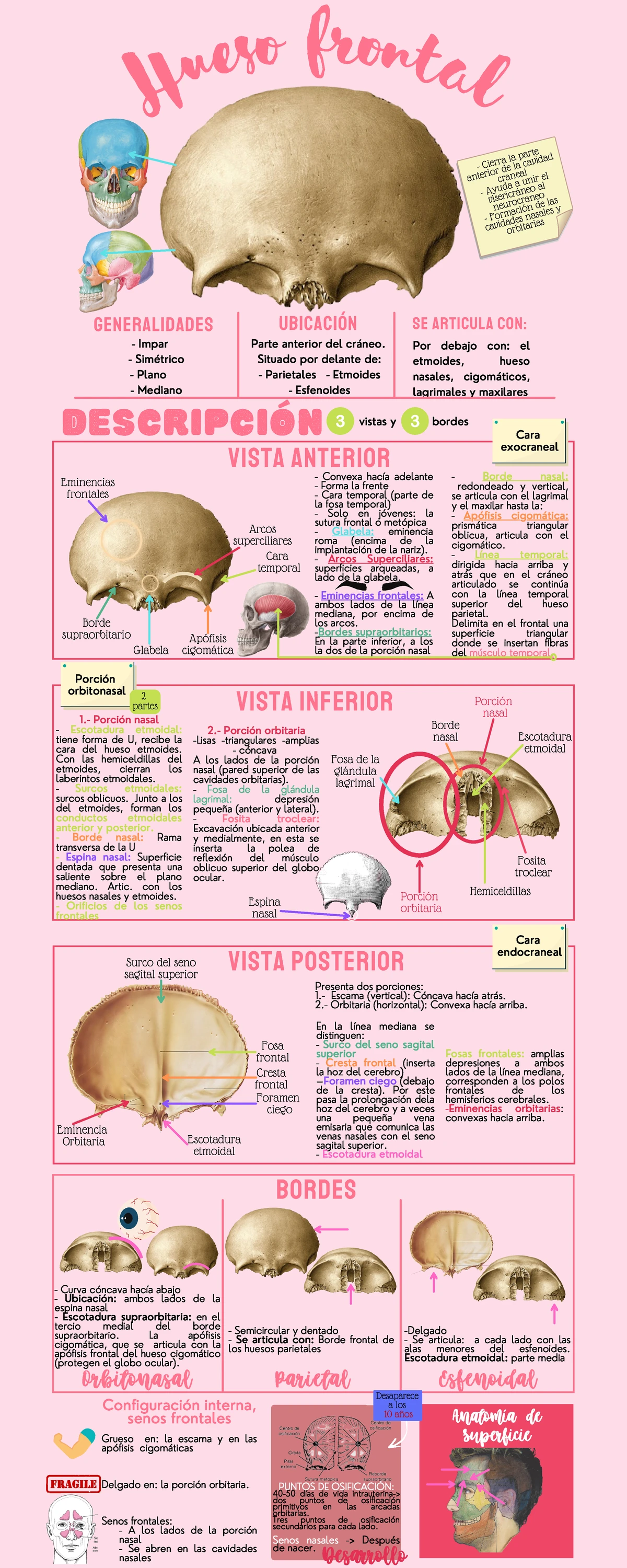 Fosa Infratemporal: Estructura y Funciones en Anatomía Humana - Studocu