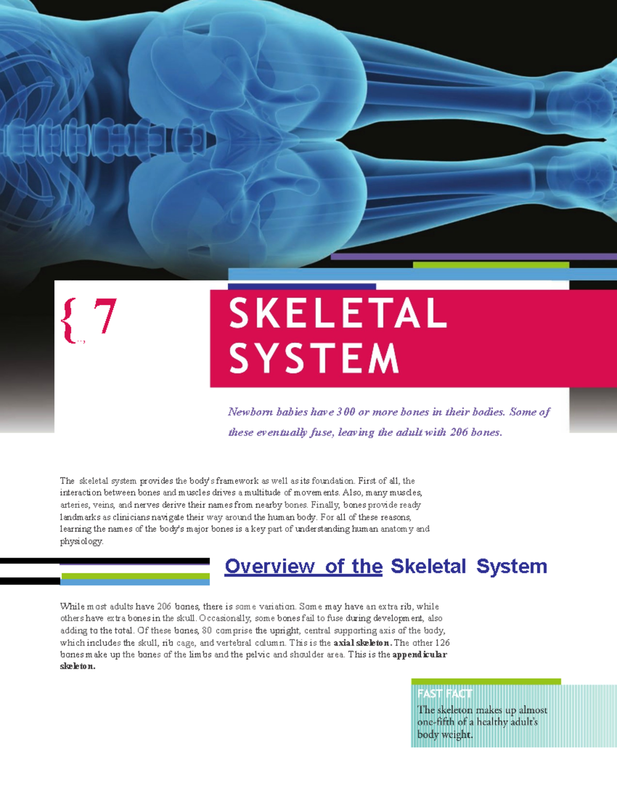 Chapter 07 - Overview of the Skeletal System in Human Anatomy - Studocu