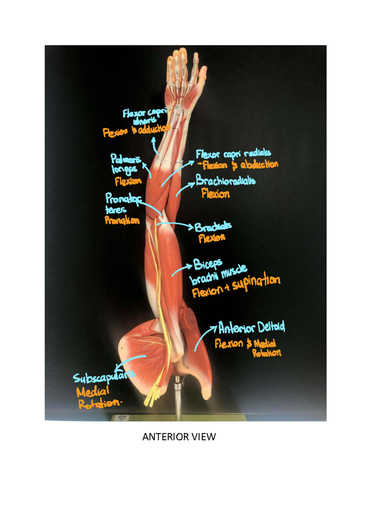 Arm Model Photos labeled - ANTERIOR VIEW Flexor capri ulnaris Flexion 3 ...