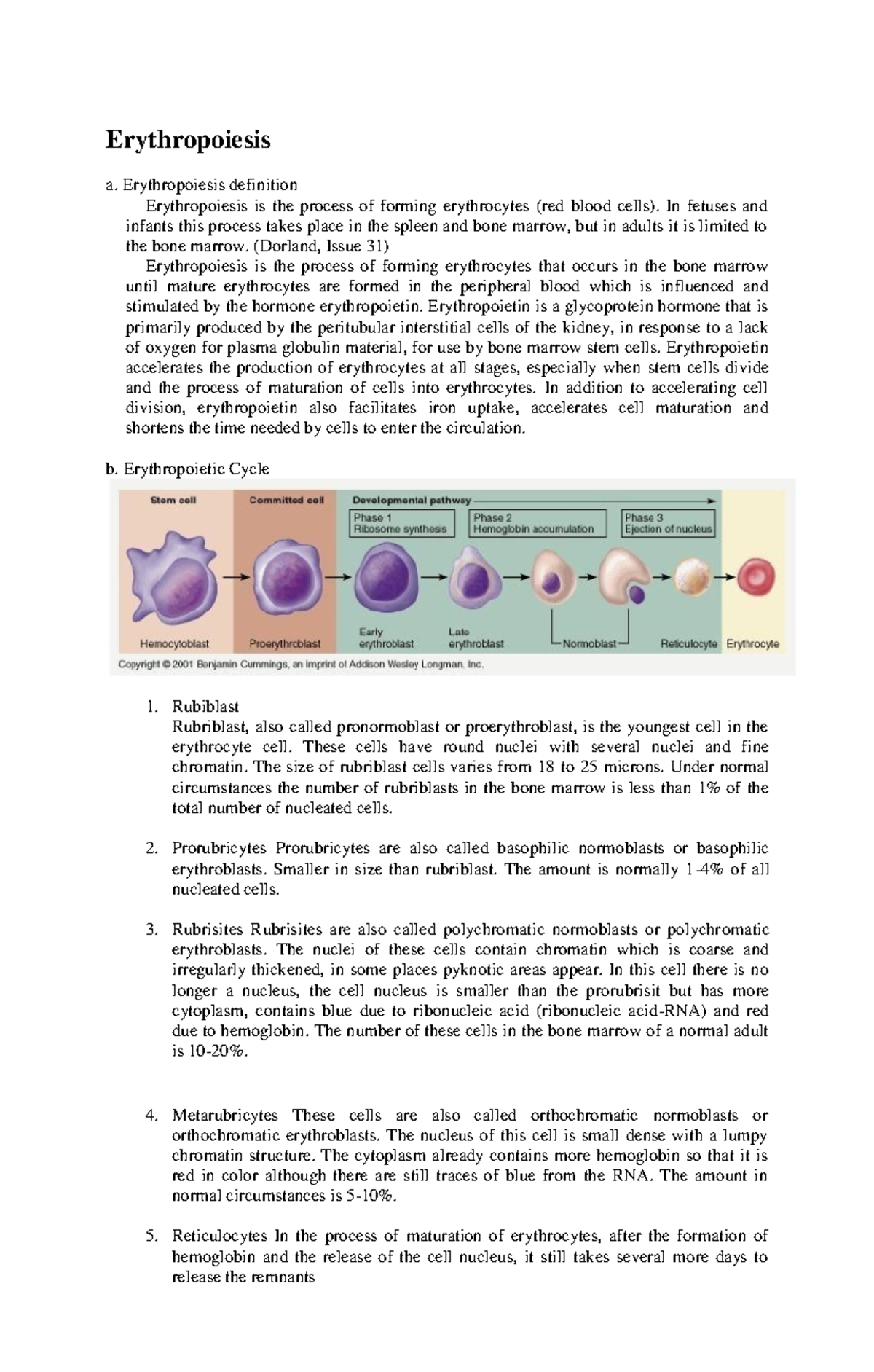 Erythropoiesis - Comprehensive Overview in Hematology Theory - Studocu