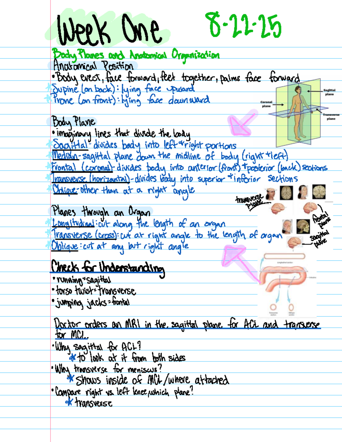 Anatomy Overview: Body Planes, Directional Terms & Cavities (Week 1 ...