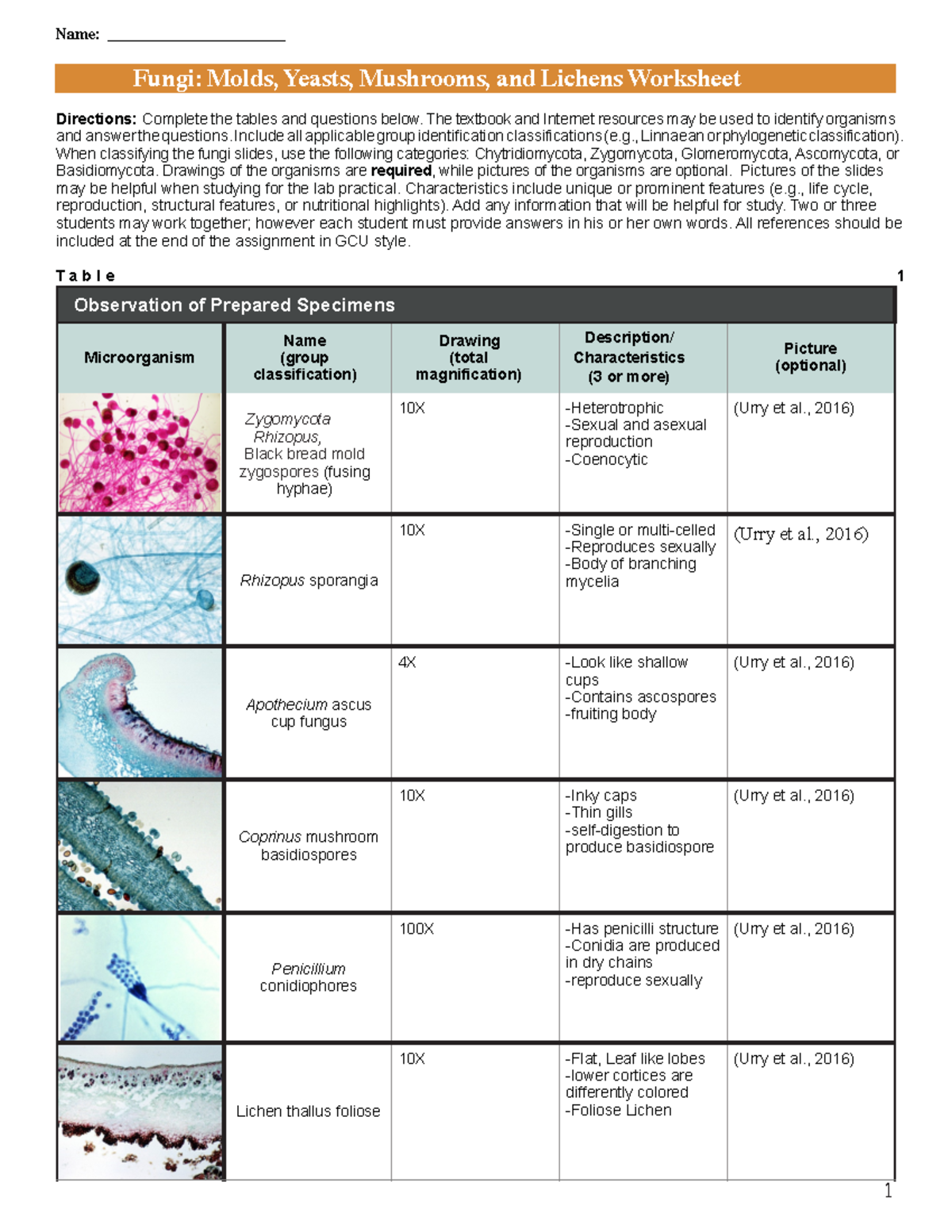 Lab 3- Fungi: Molds, Yeasts, Mushrooms, and Lichens Worksheet with ...