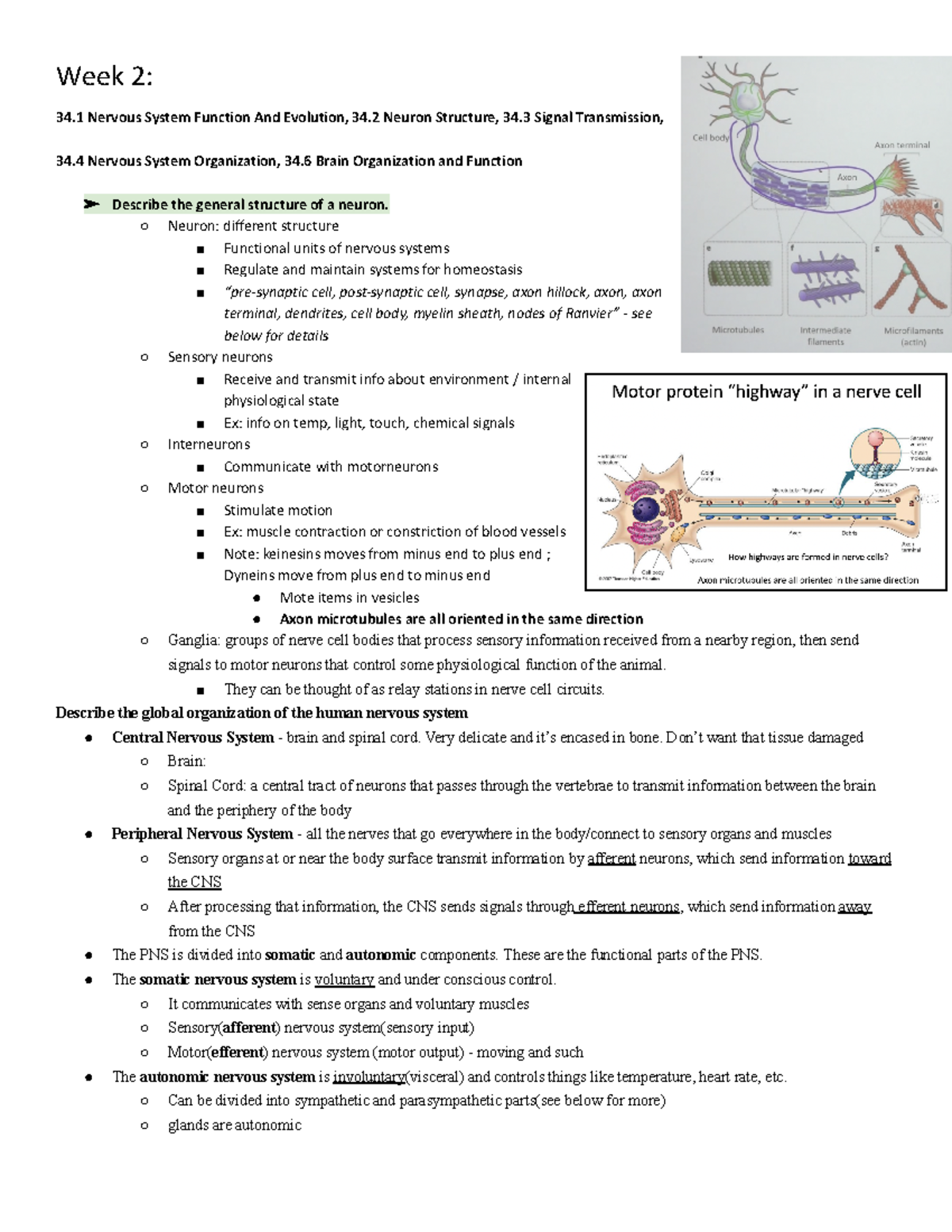 LS 7C - Week 2 Lecture Notes on Nervous System Structure & Function ...