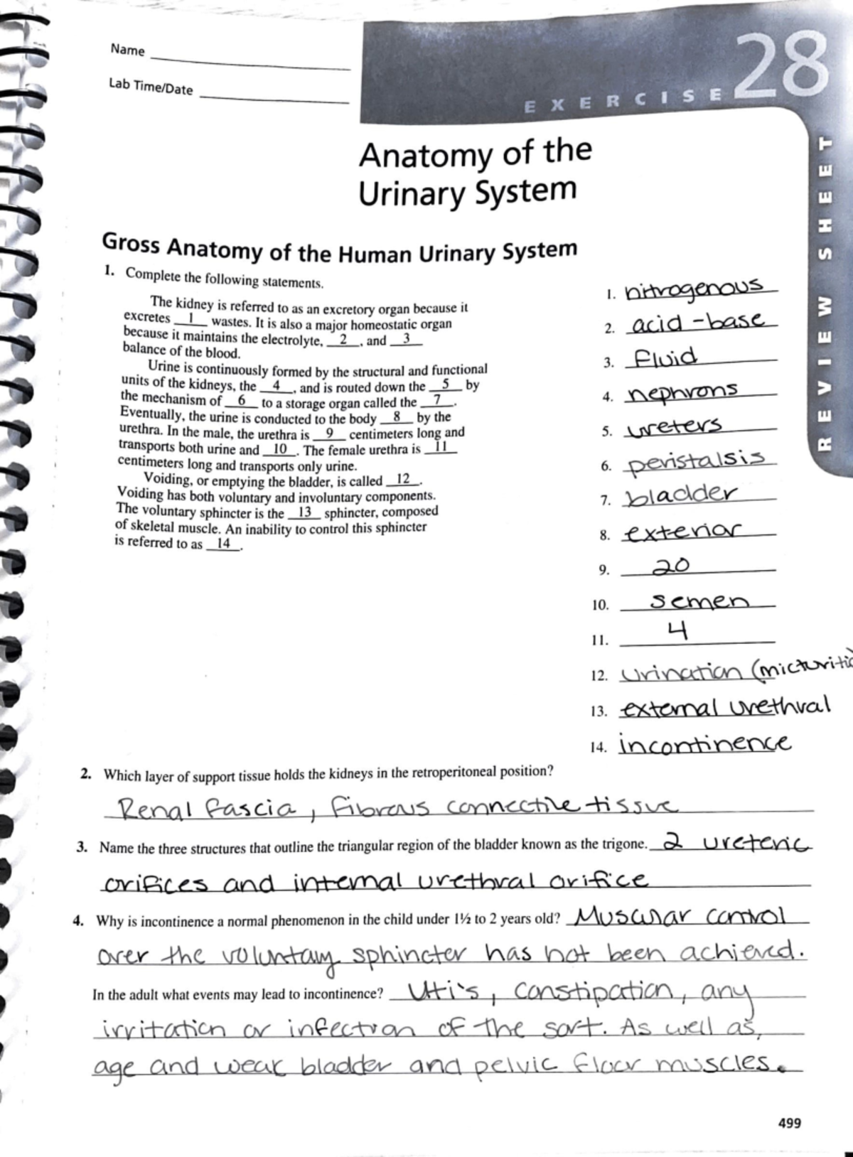 Lab Exercise 28 Anatomy Of The Urinary System