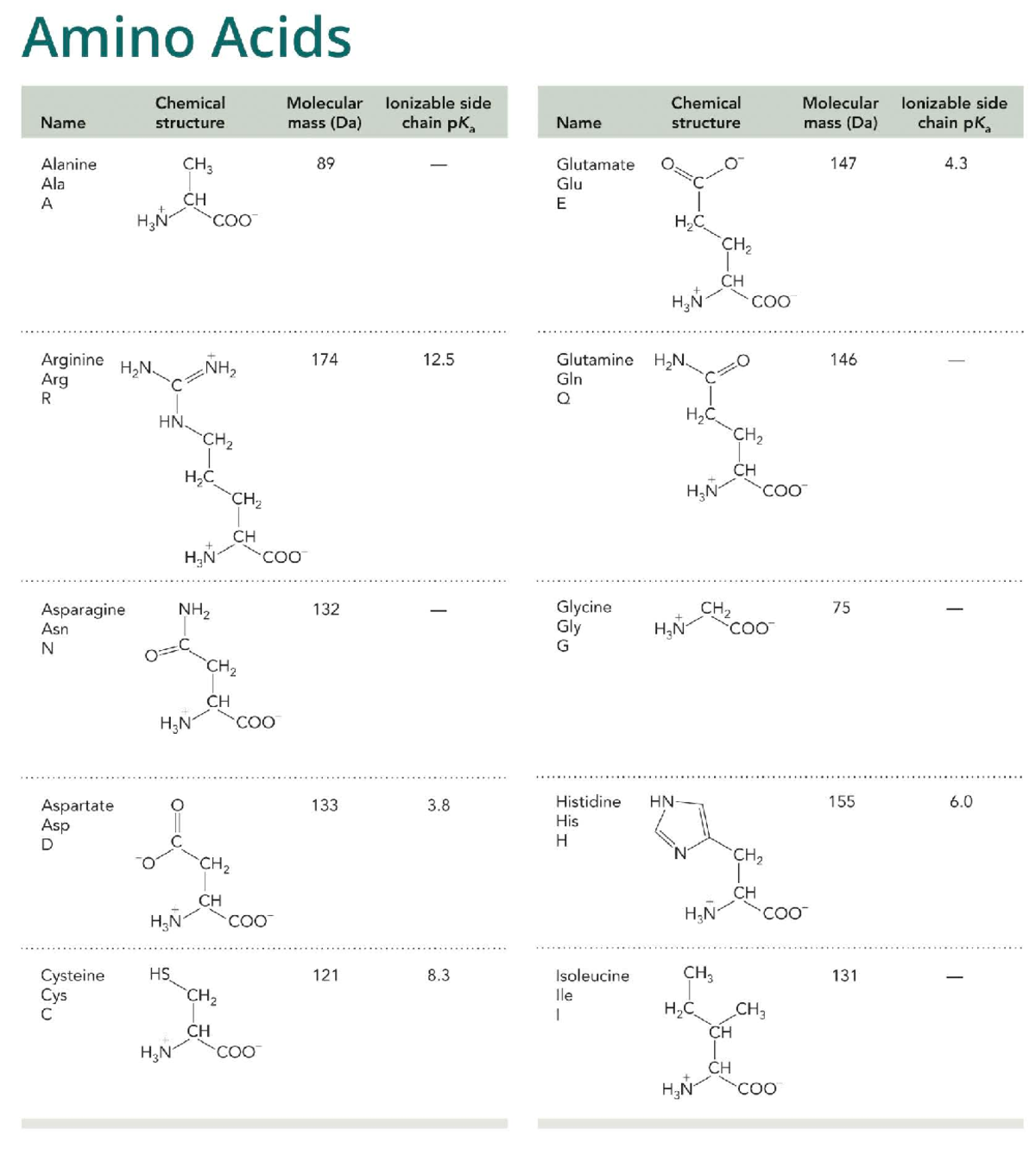Amino Acid Structures given by professor - Amino Acids Chemical ...