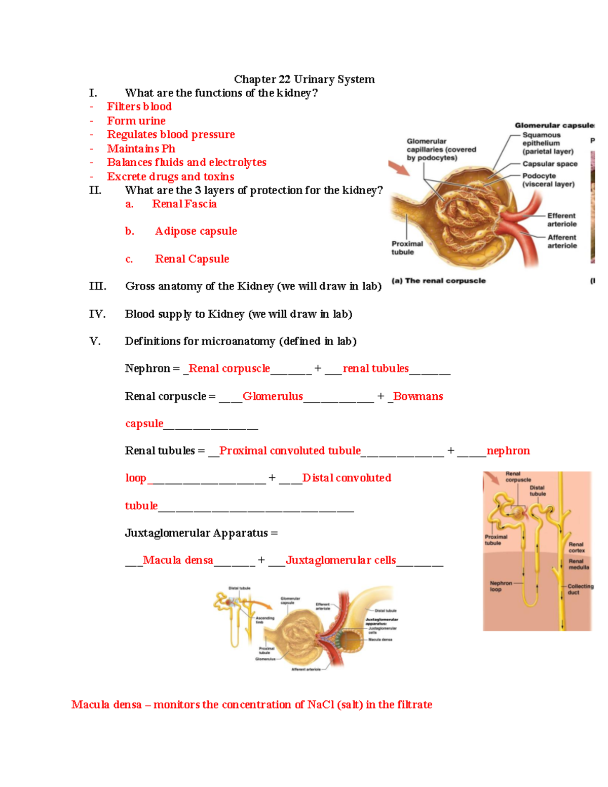 Chapter 22: Comprehensive Guide to the Urinary System (BIO101) - Studocu