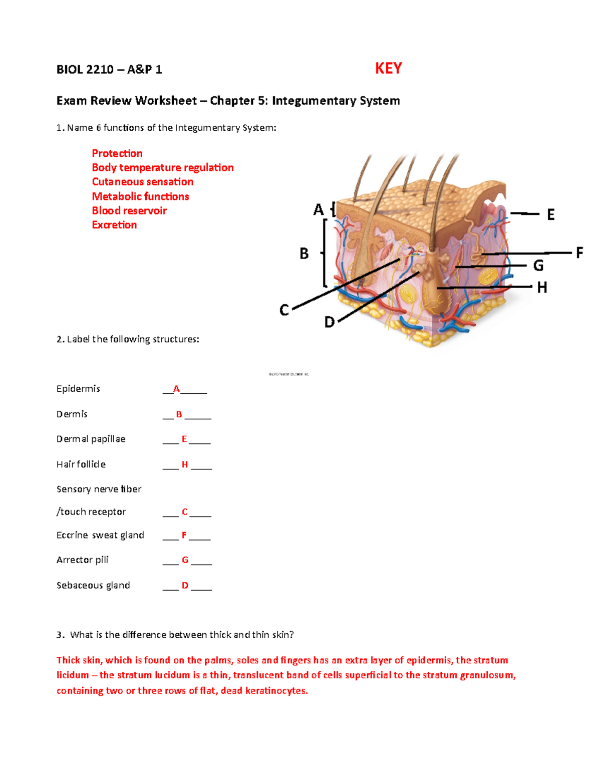 BIOL 2210 Exam Review Worksheet - Integumentary System (Ch 5) KEY - Studocu