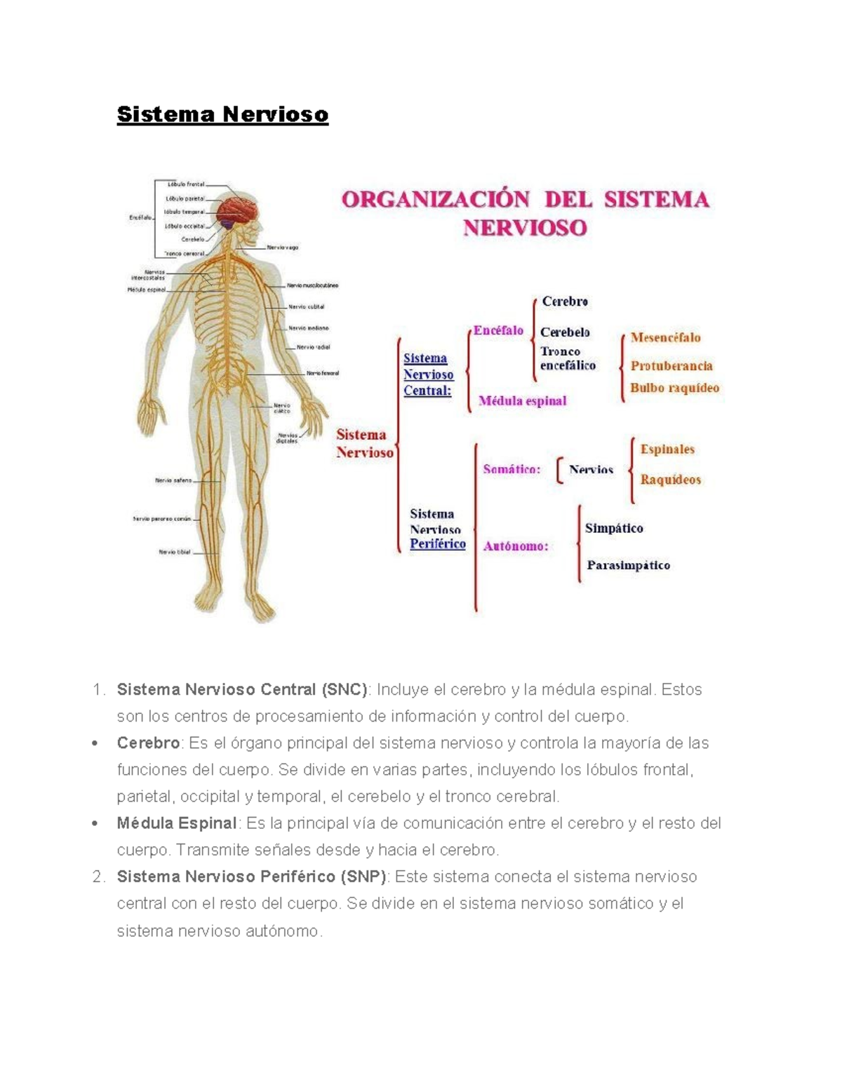 Sistema Nervioso: Estructura y Funciones del SNC y SNP - Studocu