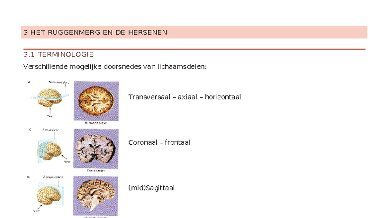 3 HET RUGGENMERG EN DE HERSENEN: TERMINOLOGIE EN FUNCTIES - Studocu