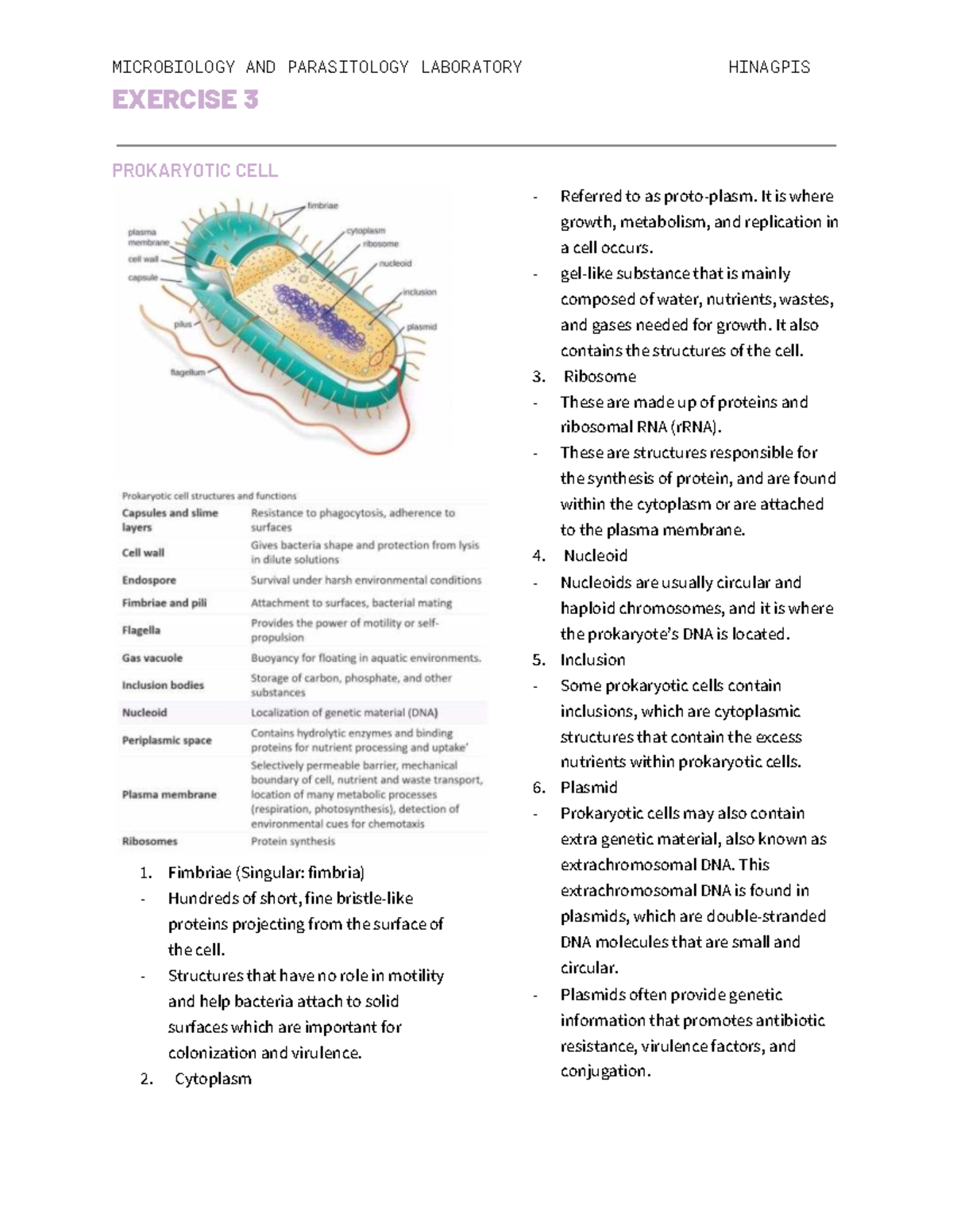 MICROBIOLOGY AND PARASITOLOGY LAB HINAGPIS EXERCISE 3: PROKARYOTIC CELL ...