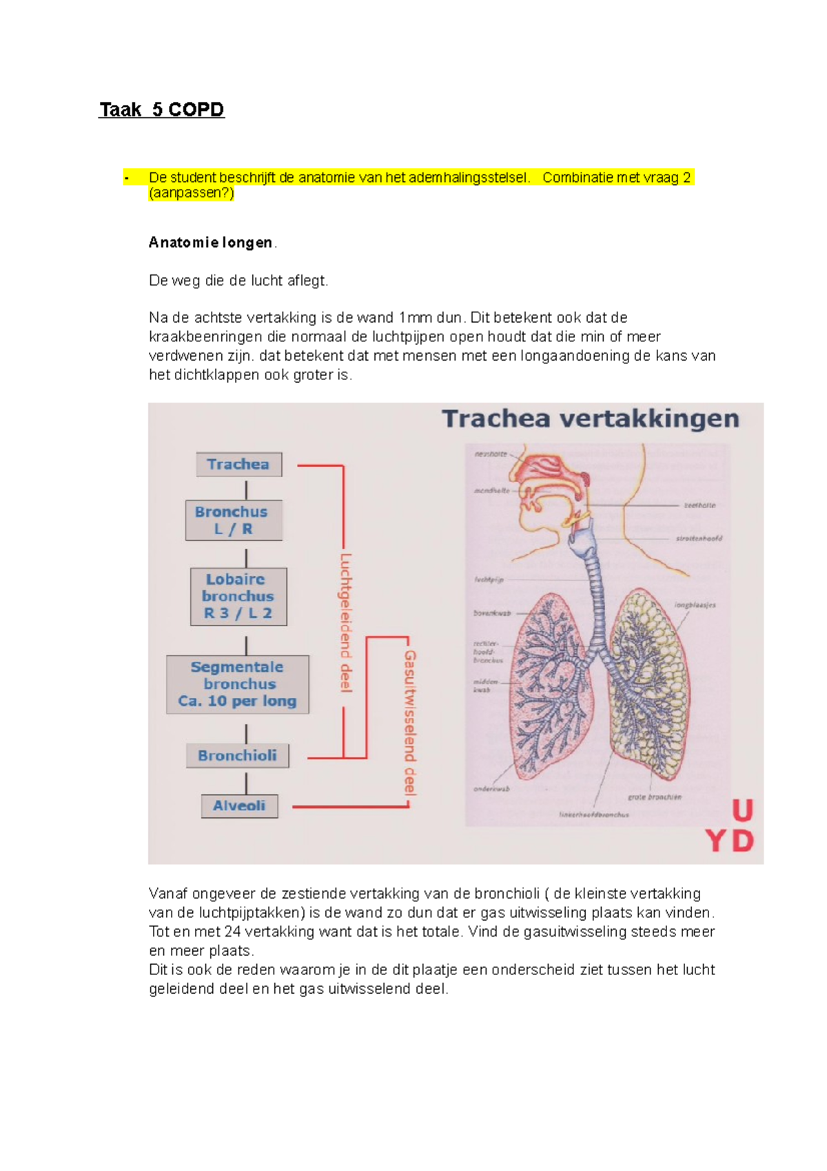 Taak 5 COPD - Anatomie en Fysiologie van de Adembewegingen - Studeersnel