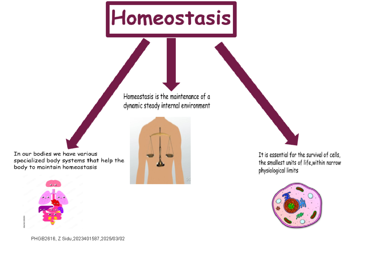 homeostasis summary chapter 1 - PHBG2616 - Homeostasis Homeostasis is ...