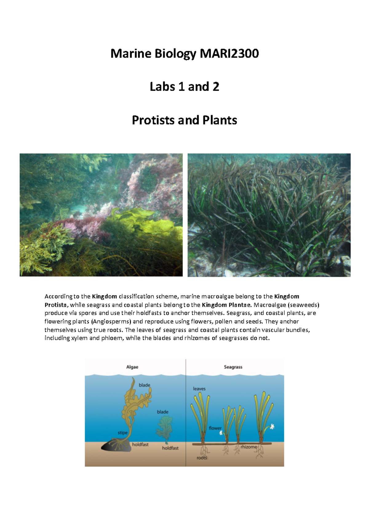 Marine Biology MARI: Lab 1 Staining and Sectioning Protocols - Studocu