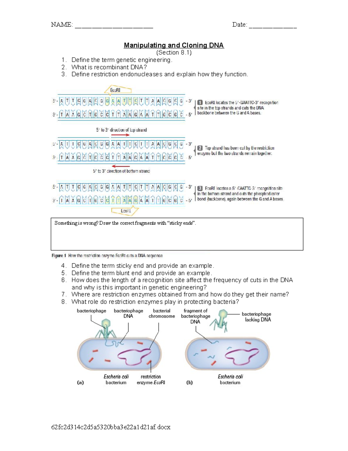 Genetic Engineering and DNA Cloning: Section 8.1 Notes - Studocu