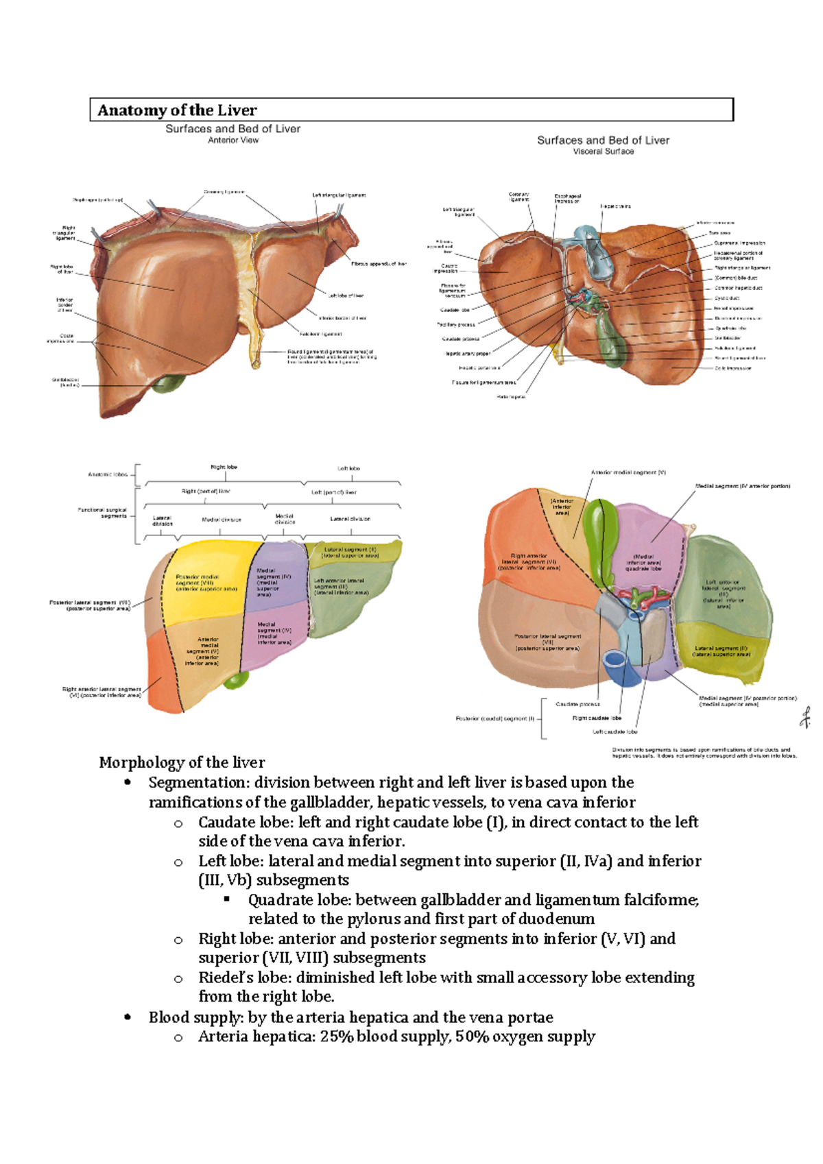 LIVER 101: Anatomy Lecture Notes - Learning Stage Surgery - Studeersnel
