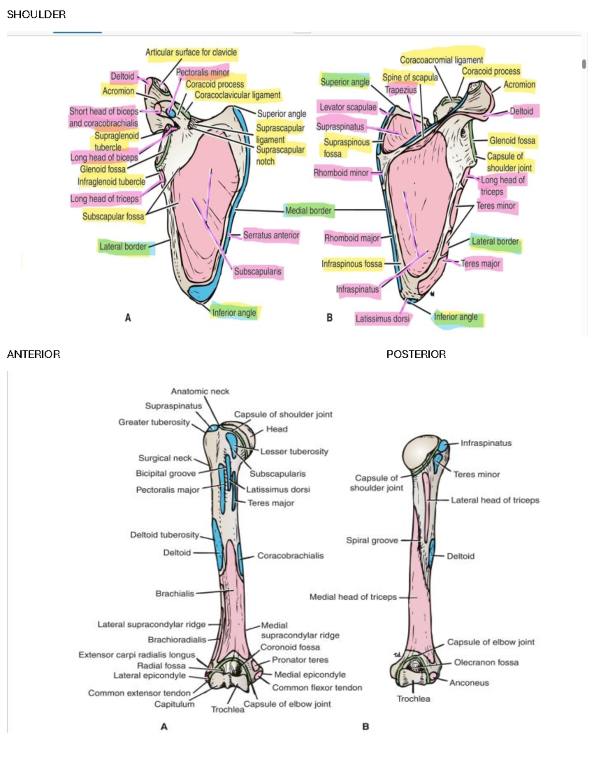 Upper EX Analab - Physical Therapy - SHOULDER ANTERIOR POSTERIOR RIGHT ...