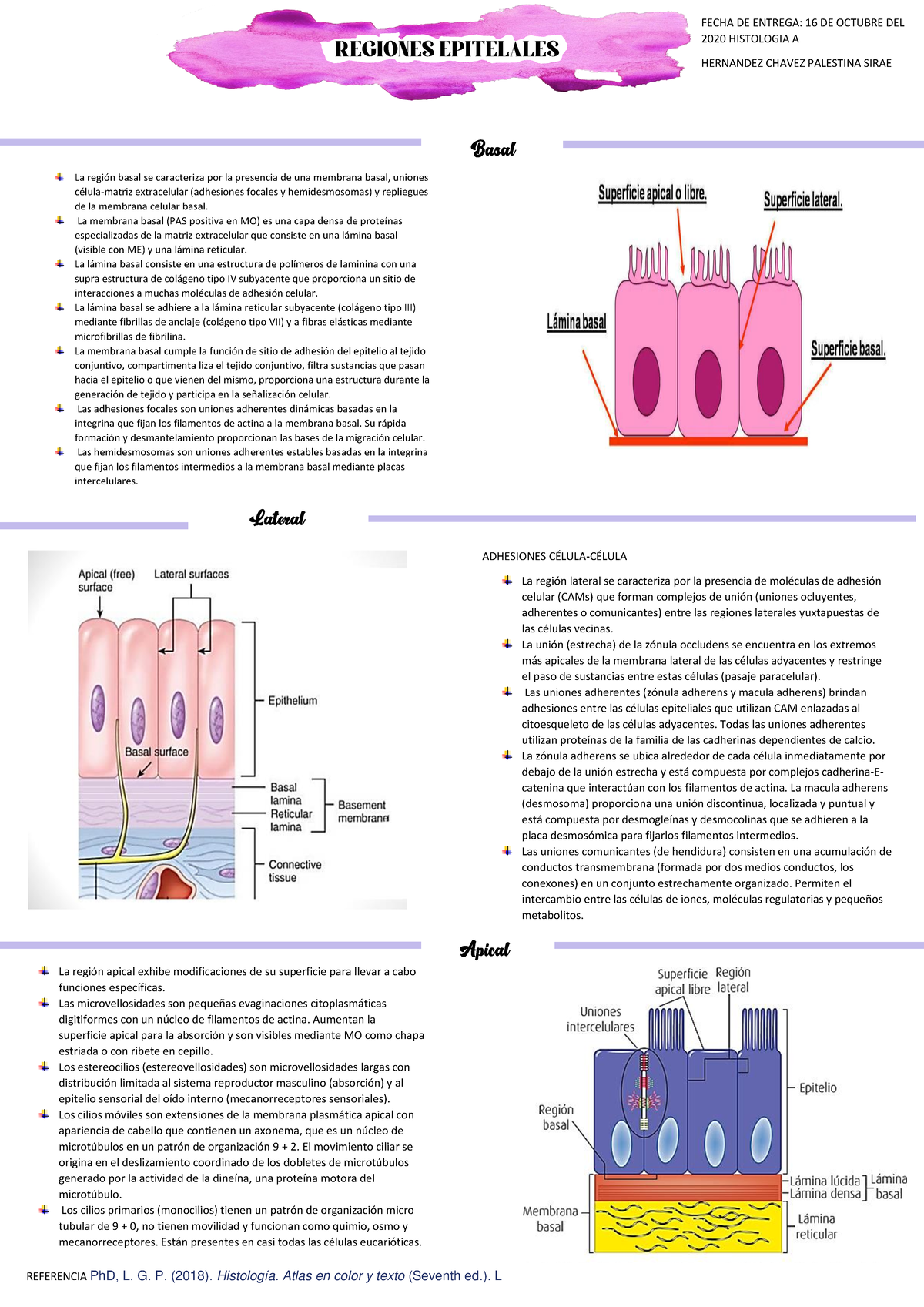 Regiones Epiteliales: Características y Estructuras Histológicas - Studocu