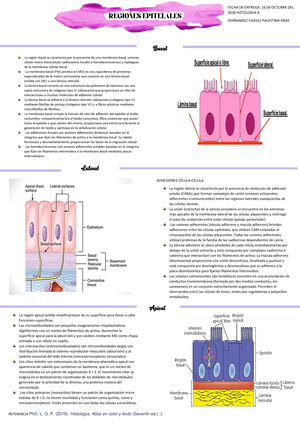 Diapedesis pasos - Diapédesis Proceso mediante el cual los linfocitos T ...