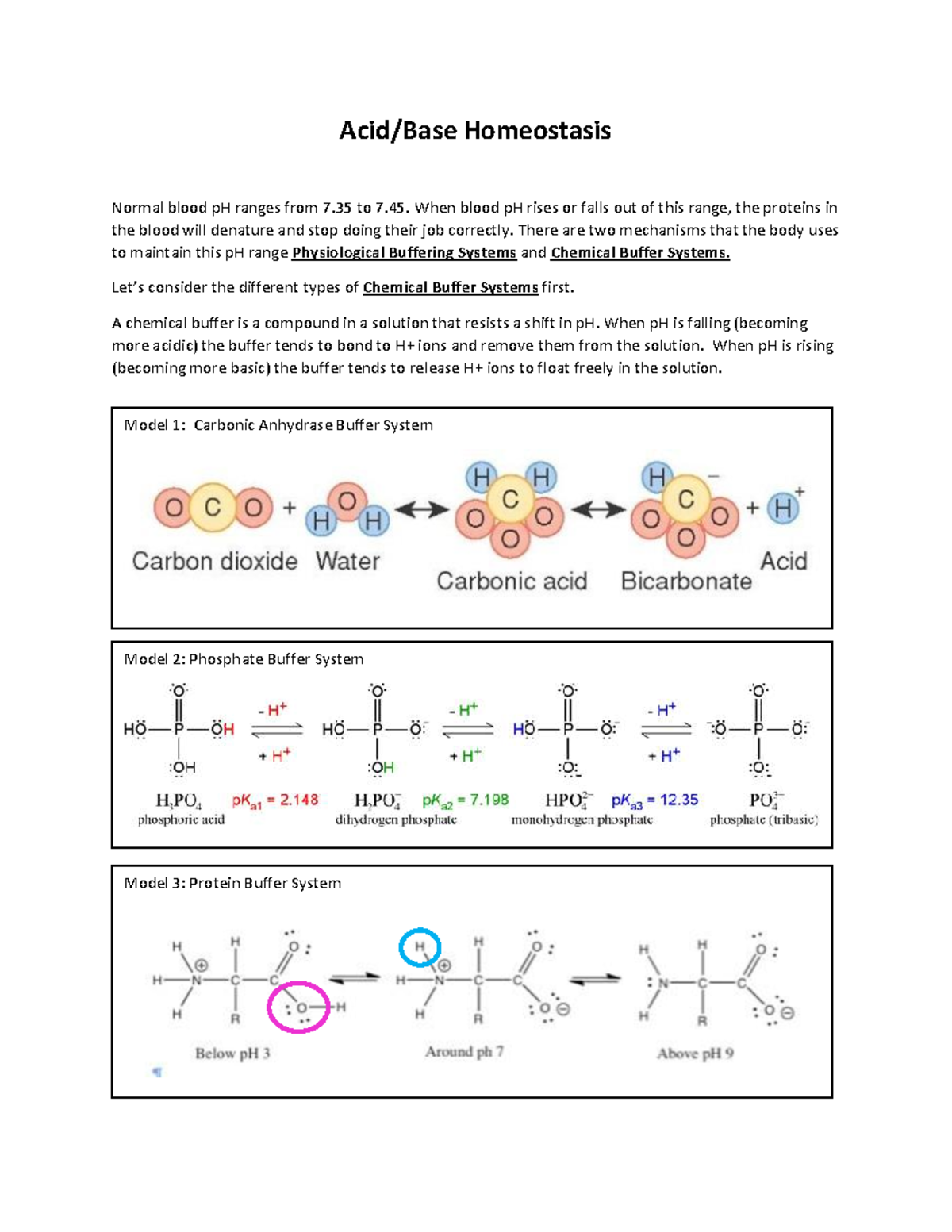 20 Acid-Base Homeostasis: Understanding Blood pH Regulation - Studocu