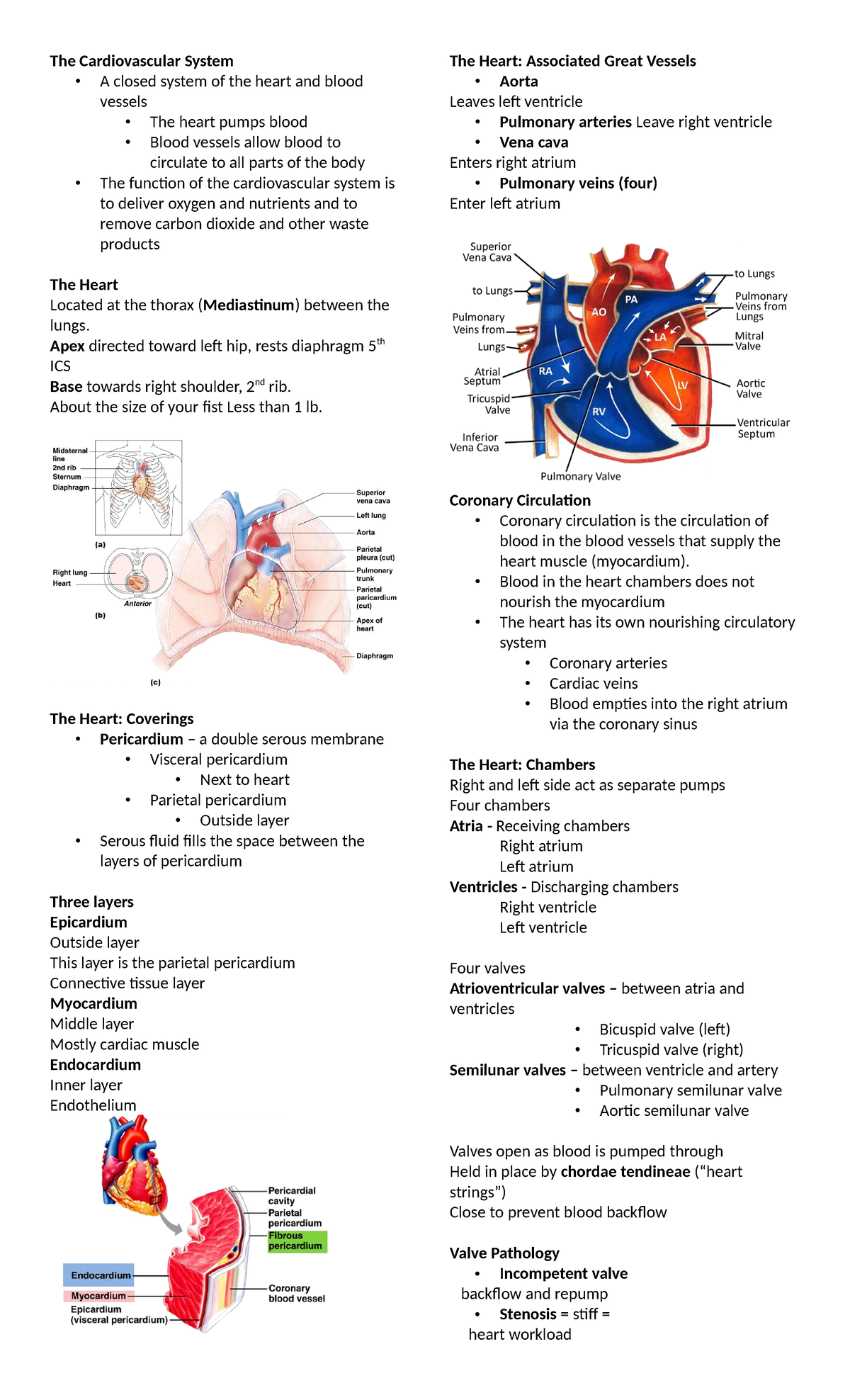 Cardiovascular System Overview: Structure, Function & Disorders - Studocu