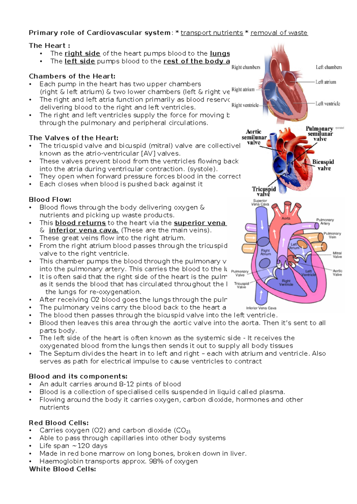 Cardiovascular & Lymphatic Systems: Comprehensive Summary Sheet - Studocu