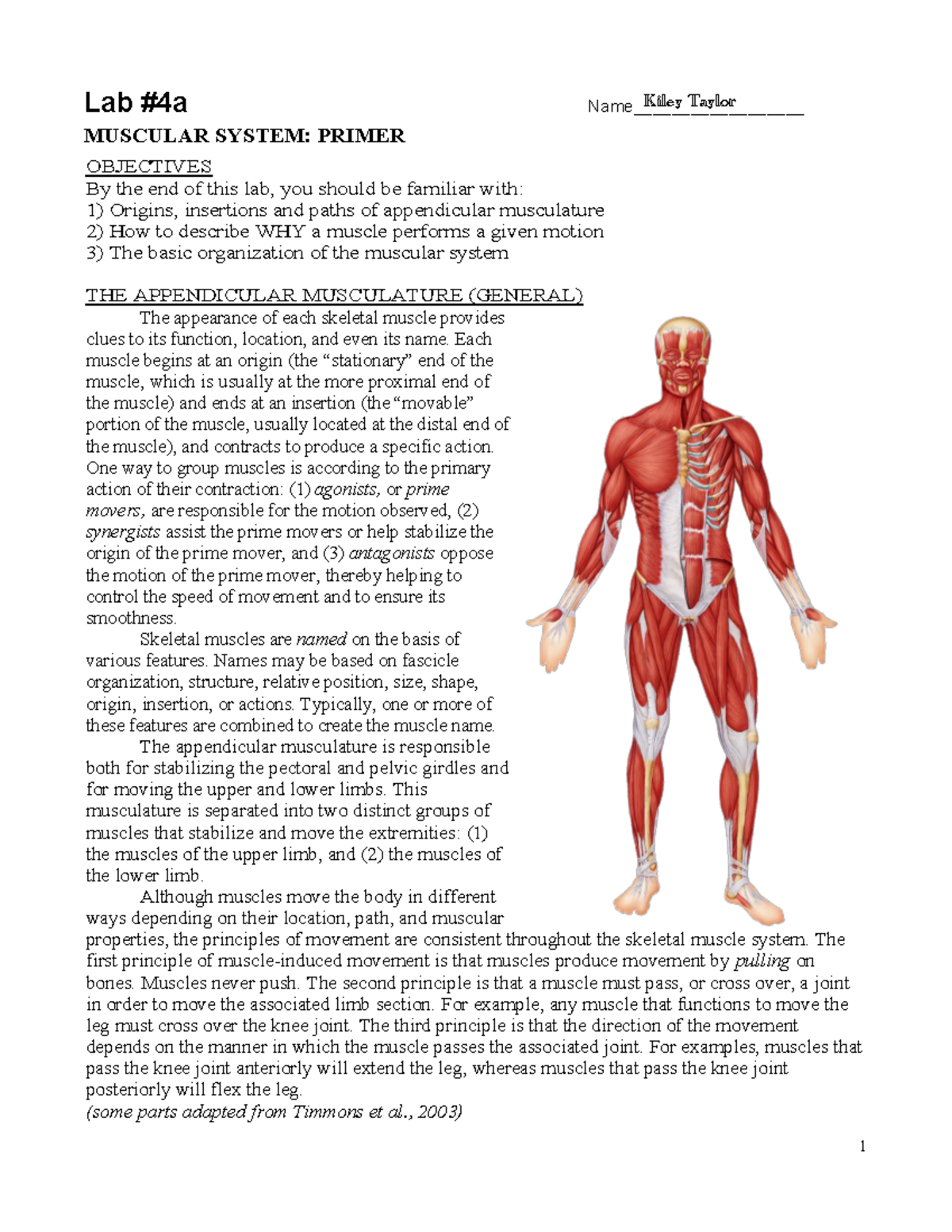 Lab4a Muscles primer - Online lab during COVID - Lab #4a Name ...