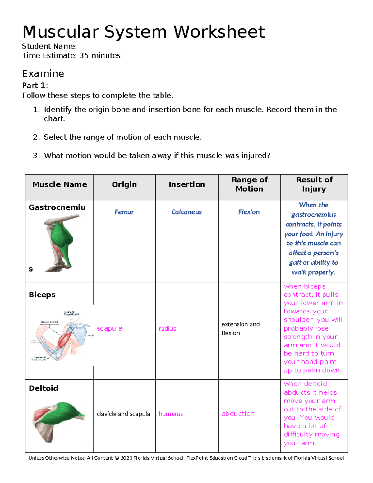 Muscular System Worksheet - Anatomy Study Guide (BIO101) - Studocu
