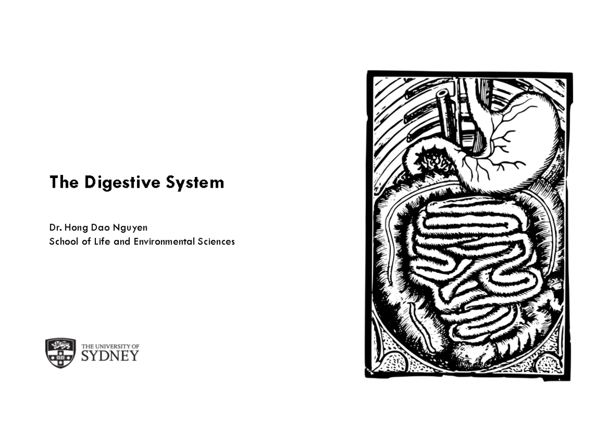 MEDS1001/BIOL1XX8 Digestive System Overview: Functions & Anatomy Notes ...