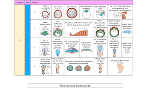 Preomorfismo y epigenesis - COMUNICACIÓN BIOMÉDICA Preformismo y ...