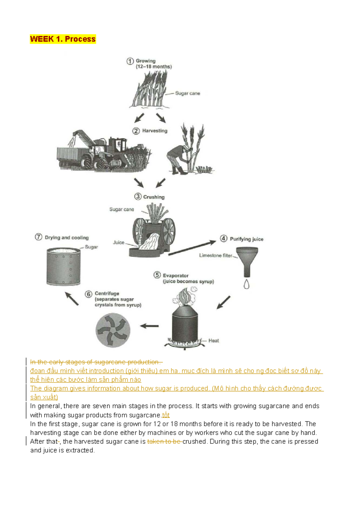 IB.A K273 Writing Homework: Process of Sugar Production and Housing ...