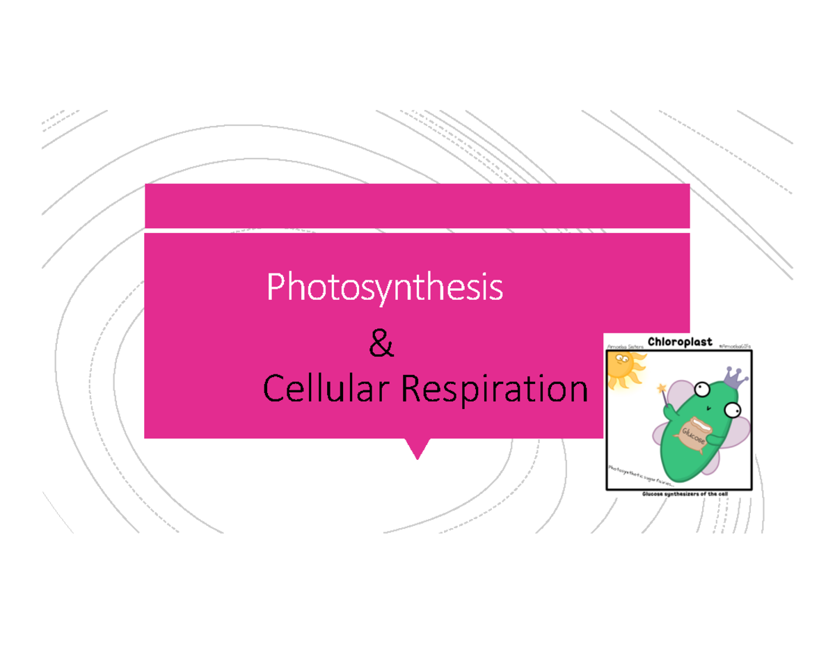 Photosynthesis & Cellular Respiration Lab Notes - Studocu