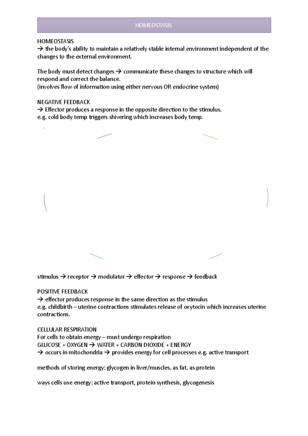 Homeostasis and Thermoregulation: A Comprehensive Study Guide - Studocu