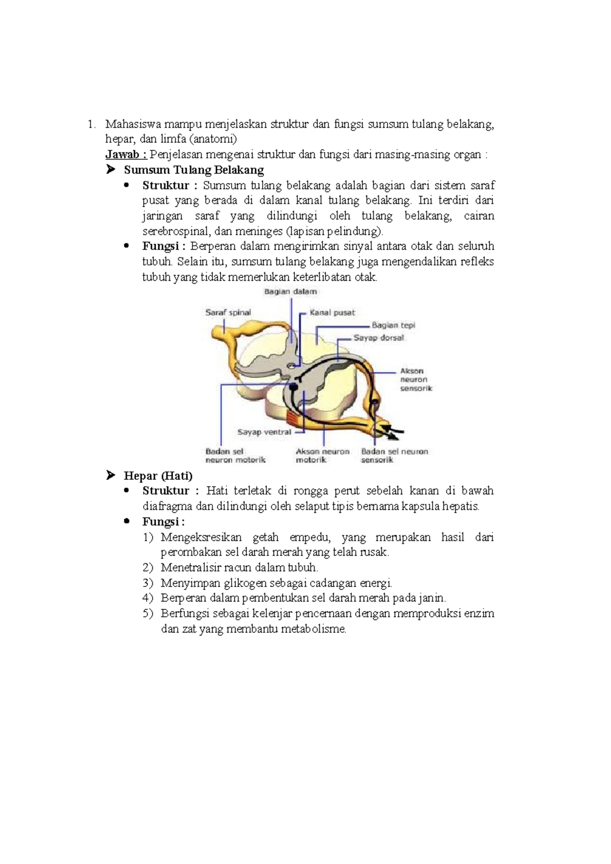 Anatomi dan Fisiologi Sumsum Tulang Belakang, Hepar, dan Limfa (BIO101 ...