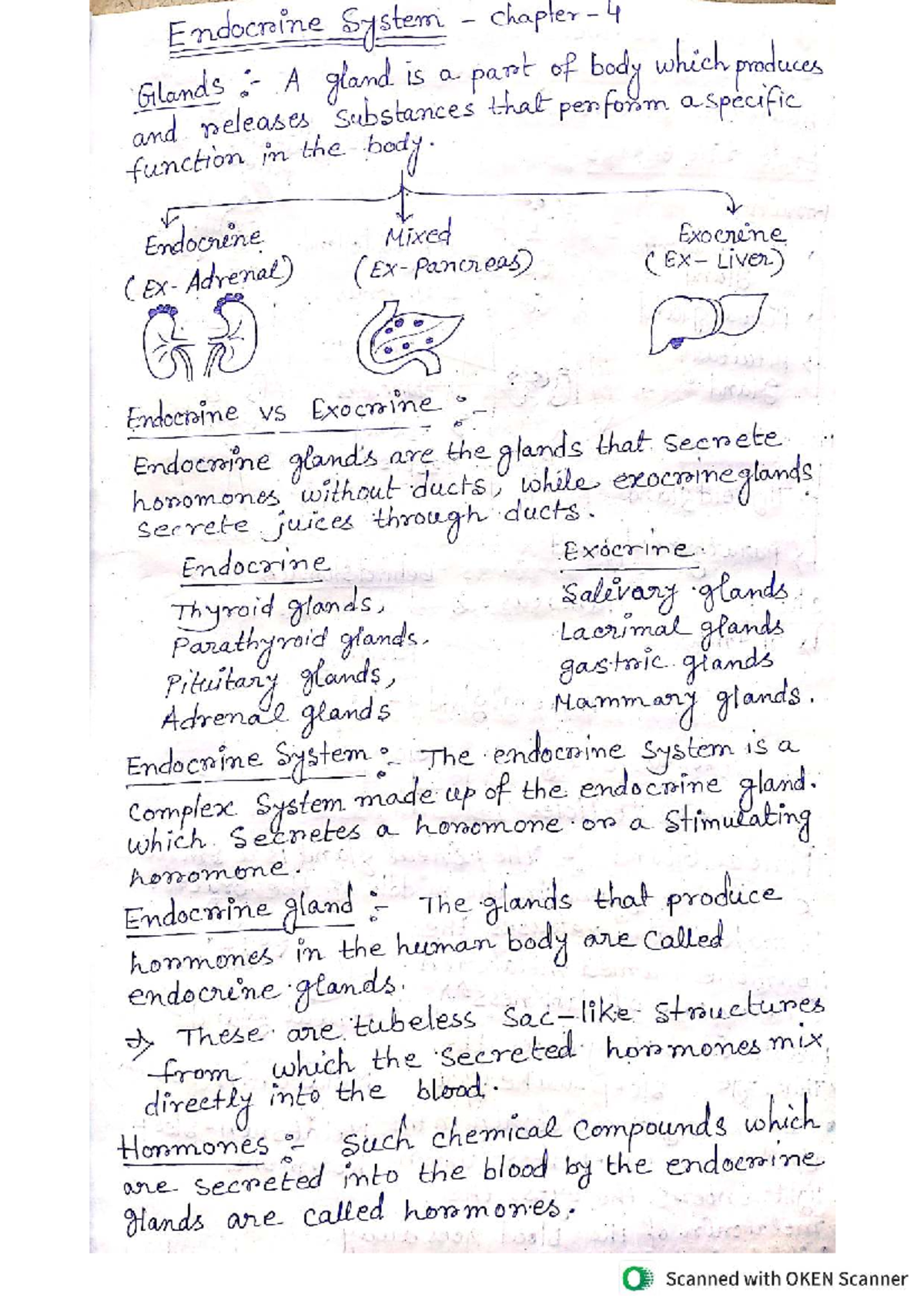 803388445 293 Endocrine System Chapter 4: Glands and Hormones Notes ...