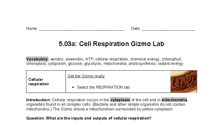 5.03 Cell Respiration Lab: Inputs, Outputs, and ATP Production - Studocu