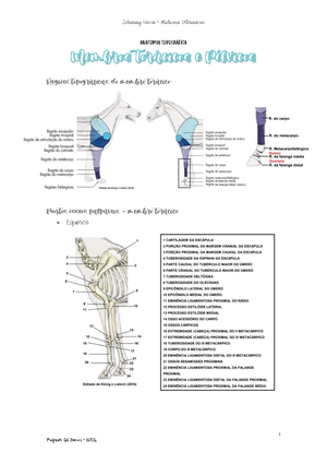 Inervação da face - resumos de aulas - FACE REGIÕES frontal orbital ...