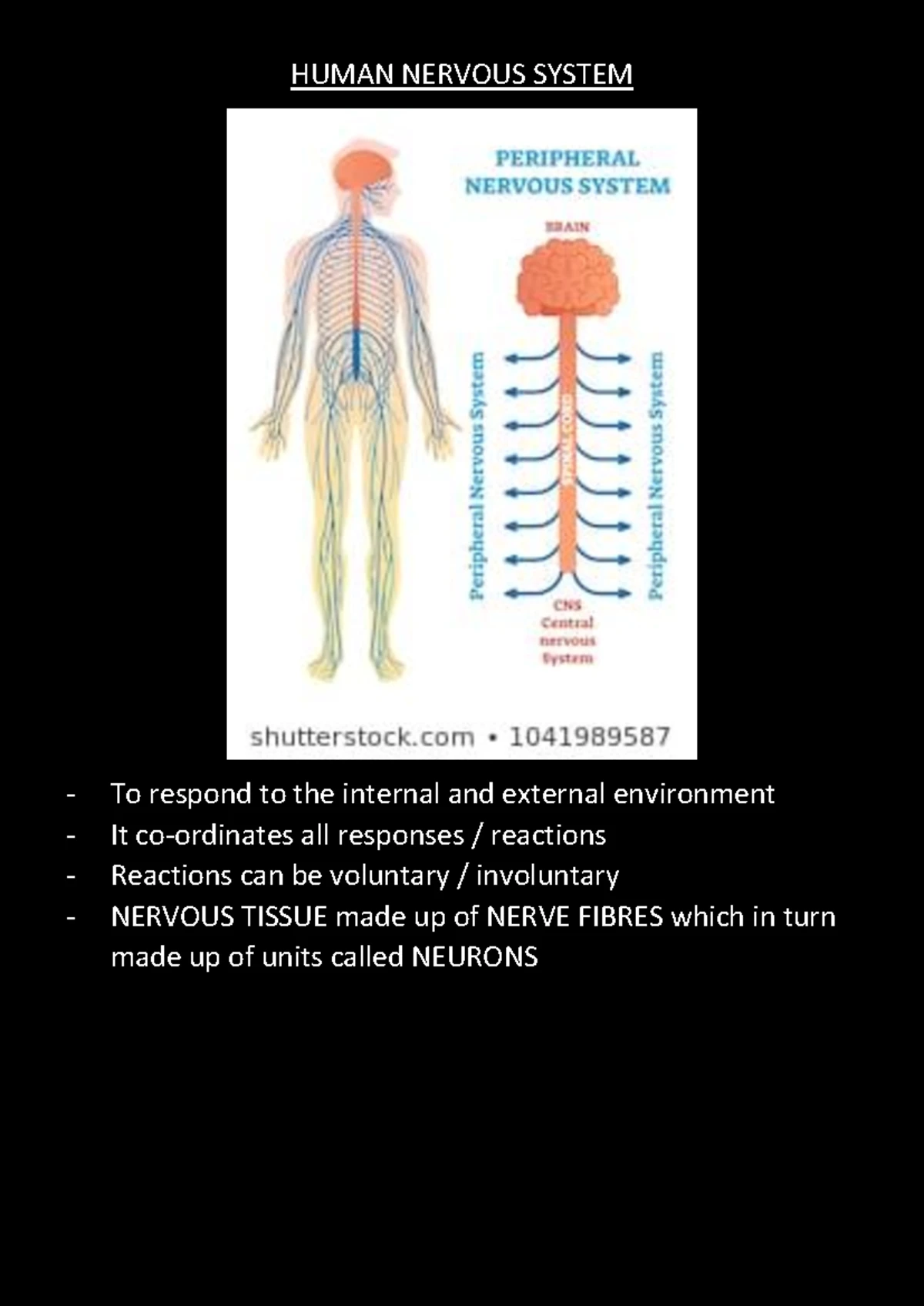 2023 Nervous System Notes - GRADE 12 LIFE SCIENCES - 2023 NOTES NERVOUS ...