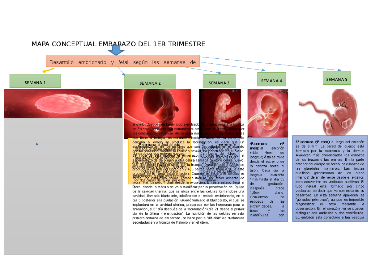 MAPA Conceptual Embarazo: Desarrollo del 1er Trimestre de Gestación - Studocu
