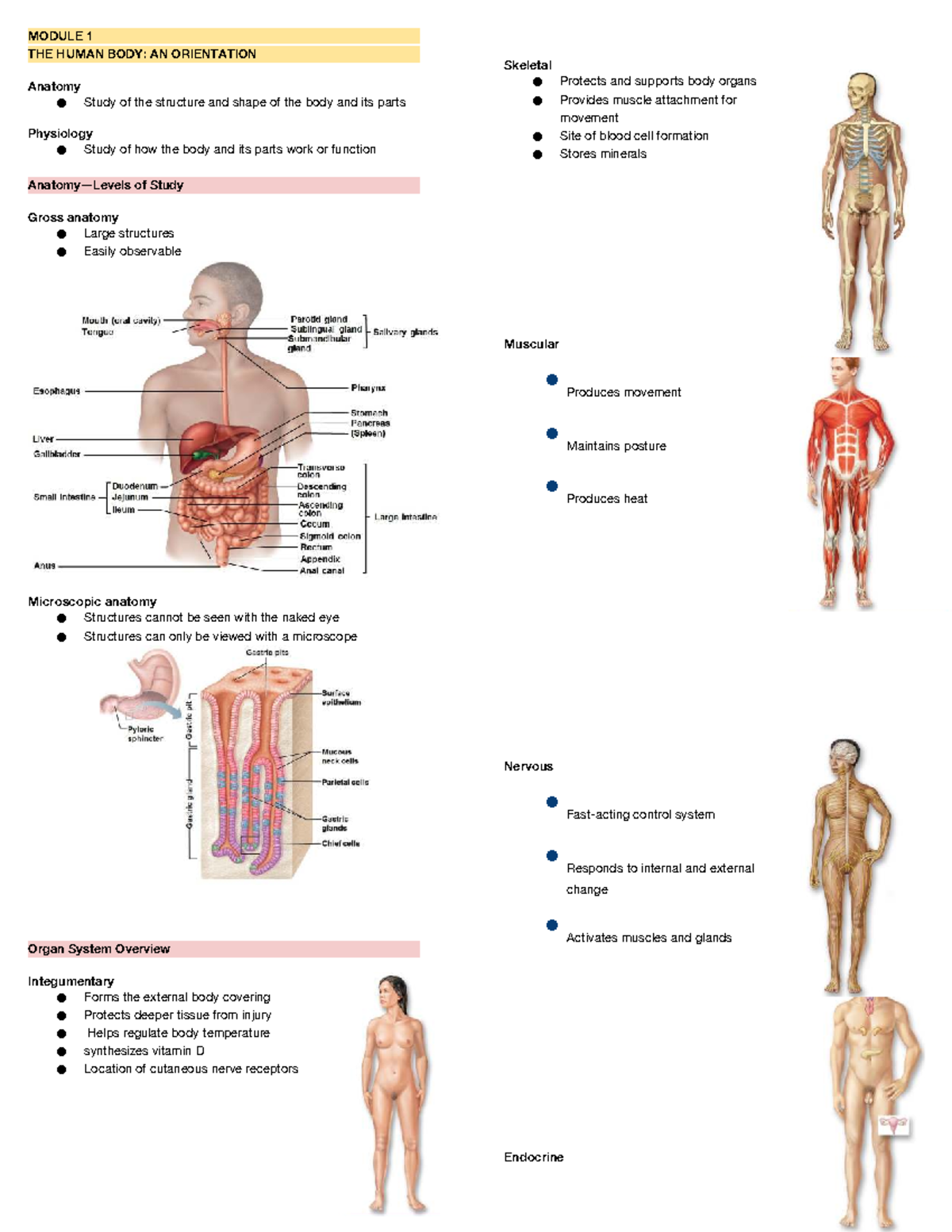 Anatomy 101: Human body orientation and systems overview - Studocu