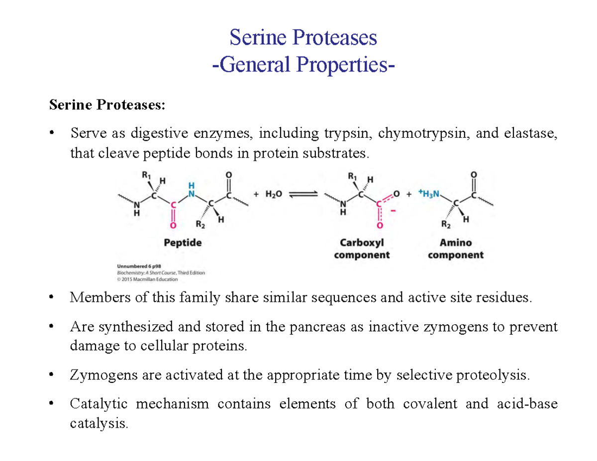Enzyme Regulation: Allosteric and Covalent Mechanisms - Serine ...