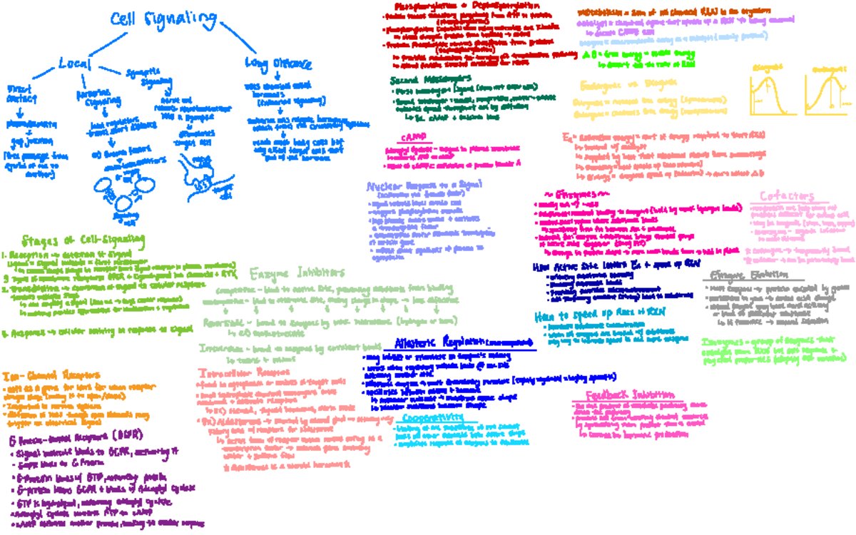 BIO 131 EXAM 2 MIND MAP - Metabolic Signaling Pathways Overview - Studocu