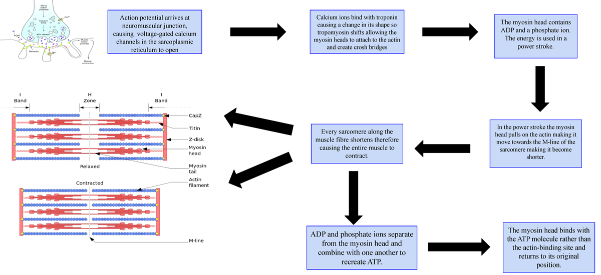Muscle Contraction Process Flow Chart: Key Steps Explained - Studocu