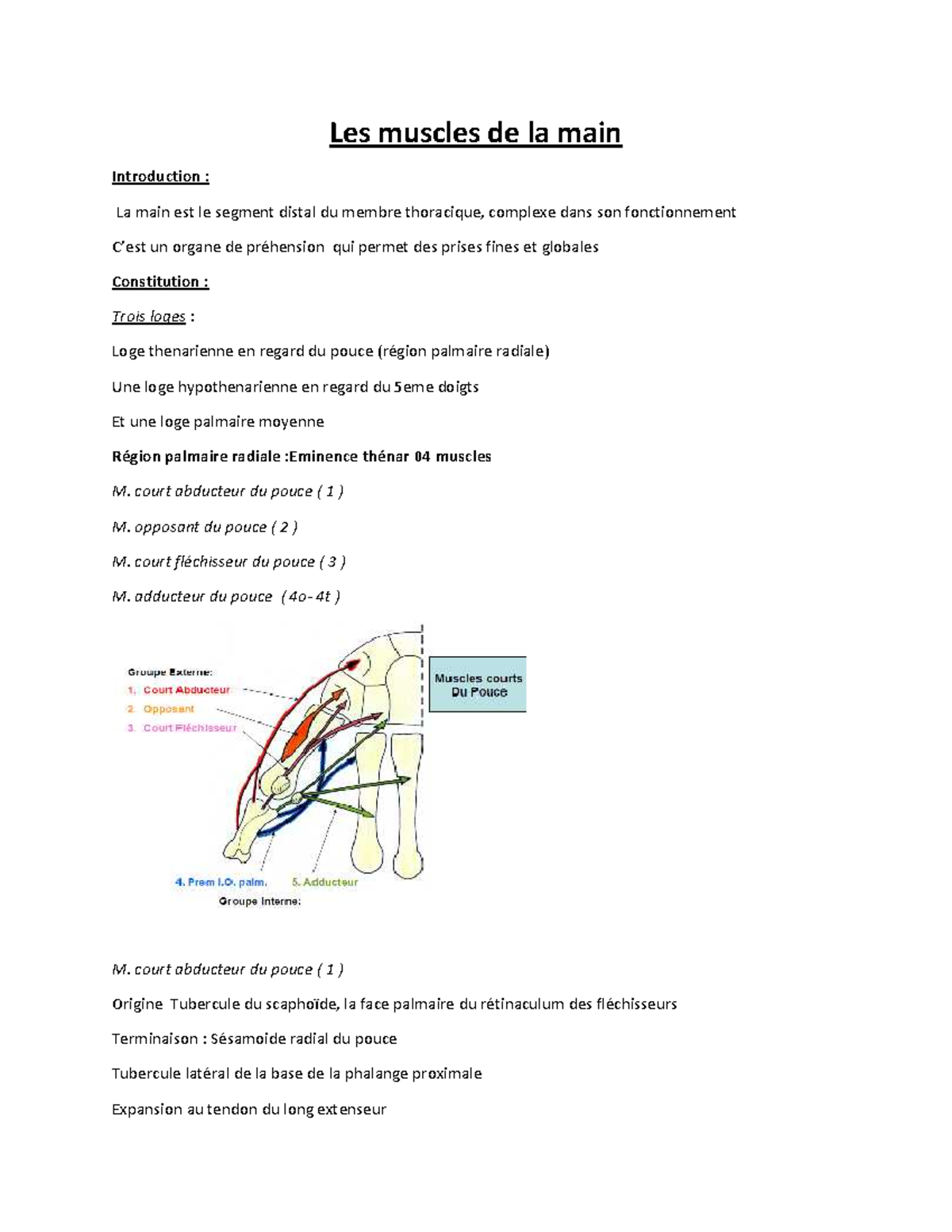 14-Les muscles de la main - Les muscles de la main Introduction : La ...