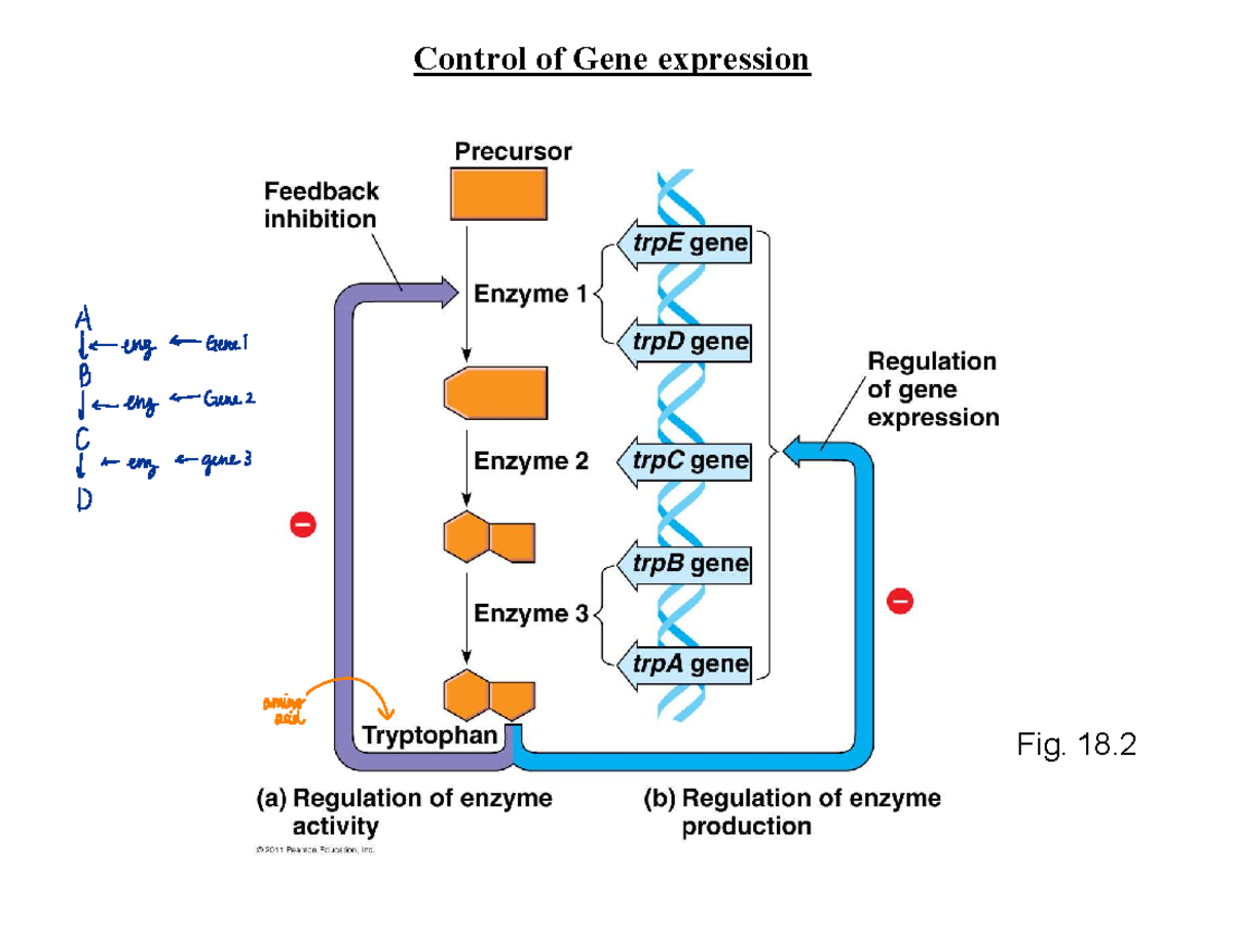 Control of Gene Expression: Operons and Regulation Mechanisms - Studocu